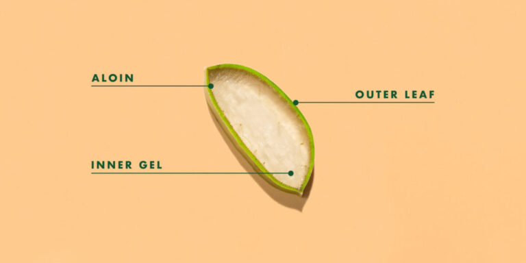 The Facts About Aloin: Aloe’s Most Misunderstood Component - Lily of ...